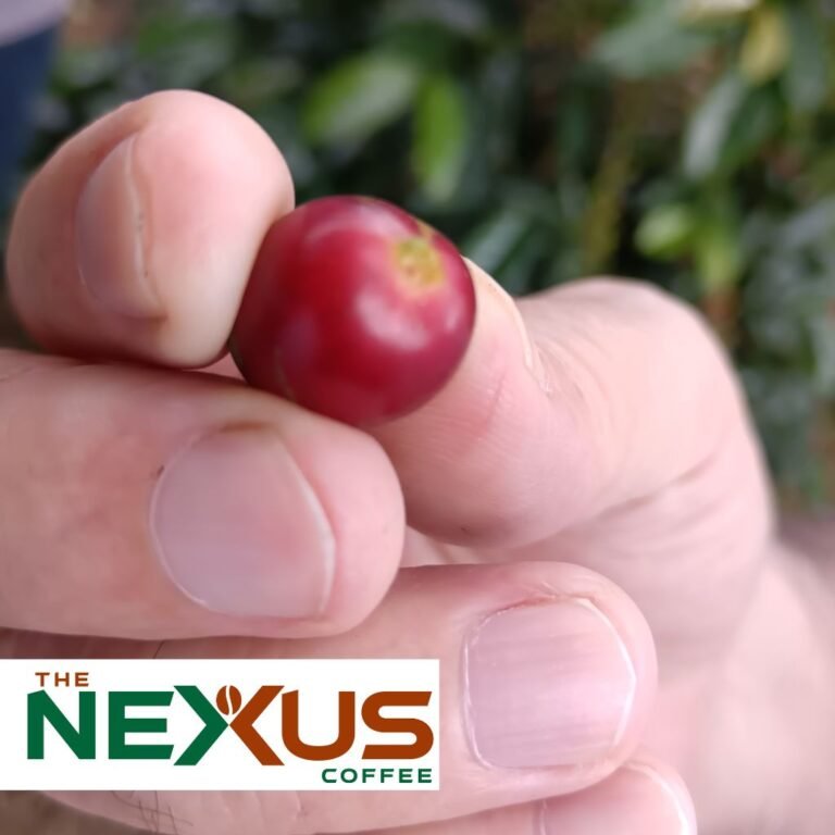 Cortar café también es un arte - The Nexus Coffee